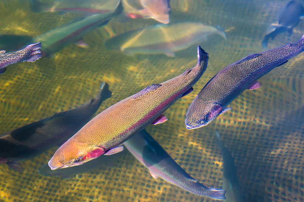 Why Regular Fish Stocking is Crucial for Pond Health in Mississippi ...