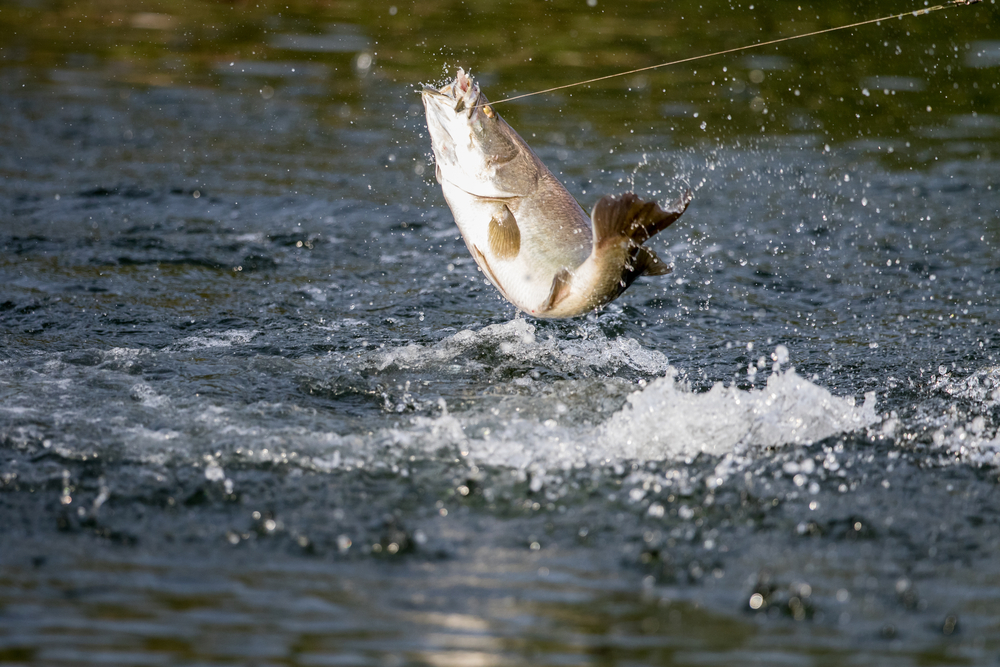 How to Choose the Right Fish for Your Pond in Mississippi – Slade's ...