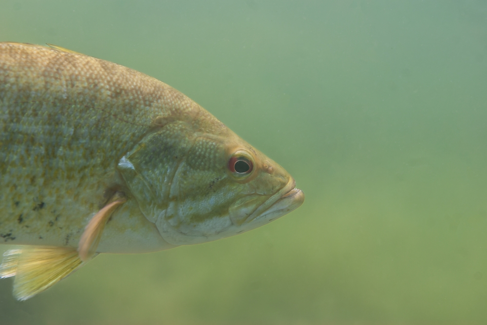 How to Stock Your Pond Wisely: Choosing the Right Fish Species for Long ...