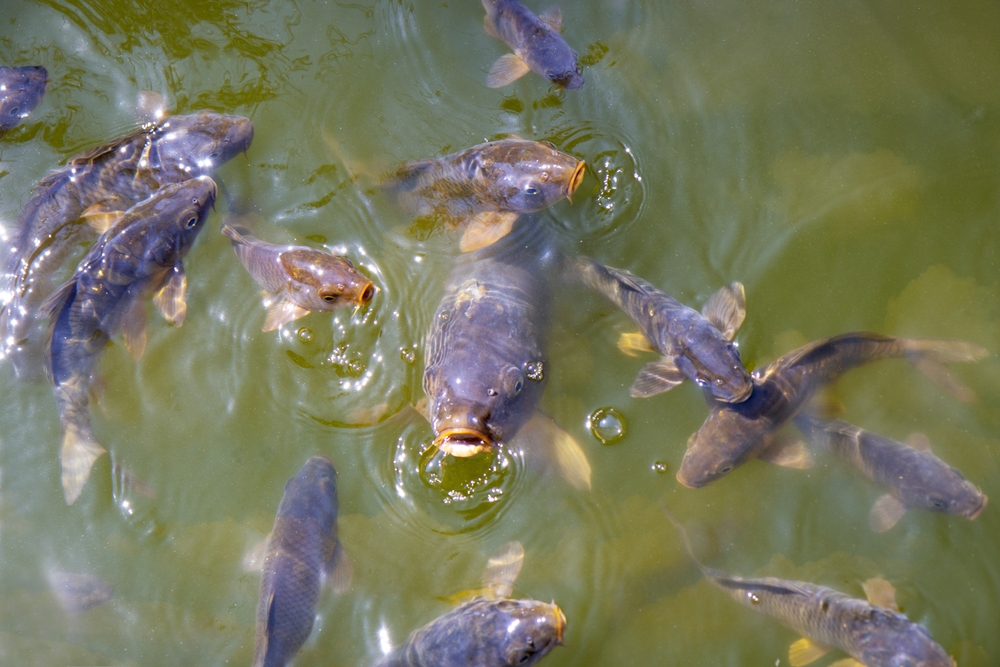 Essential Guide to Pond Stocking in Covington, LA: Choosing the Right ...