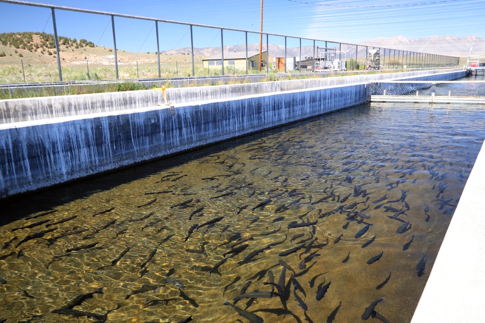 The Economic Impact of Fish Hatcheries on Local Communities and ...