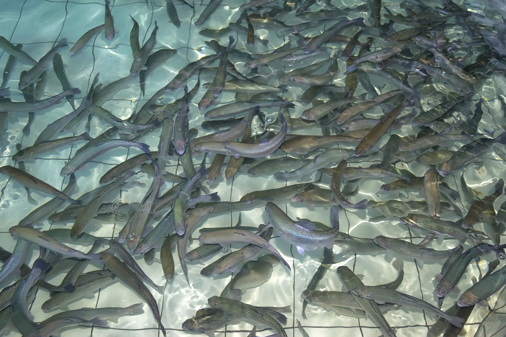 How to Maintain Healthy Pond Water: A Southern Mississippi Guide ...